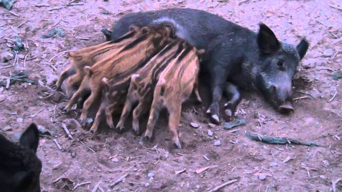 Reproducció :: El-porc-senglar